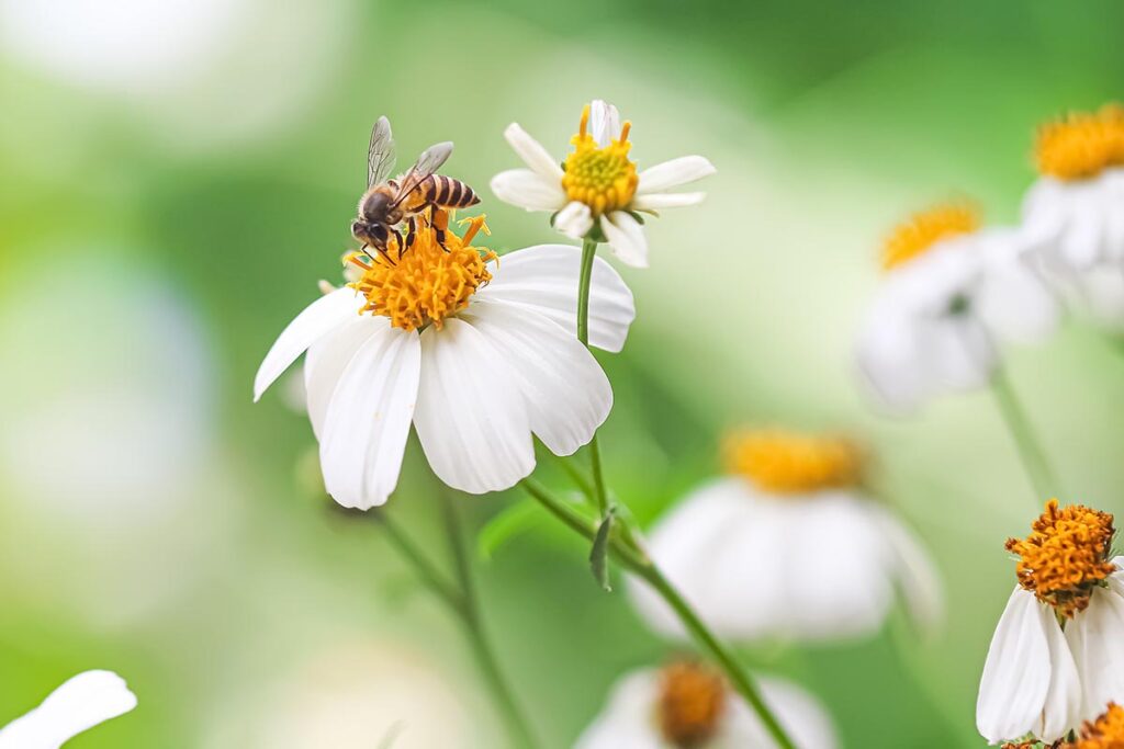 How to Grow and Care for Bidens (Tickseed Sunflowers) | Gardener’s Path