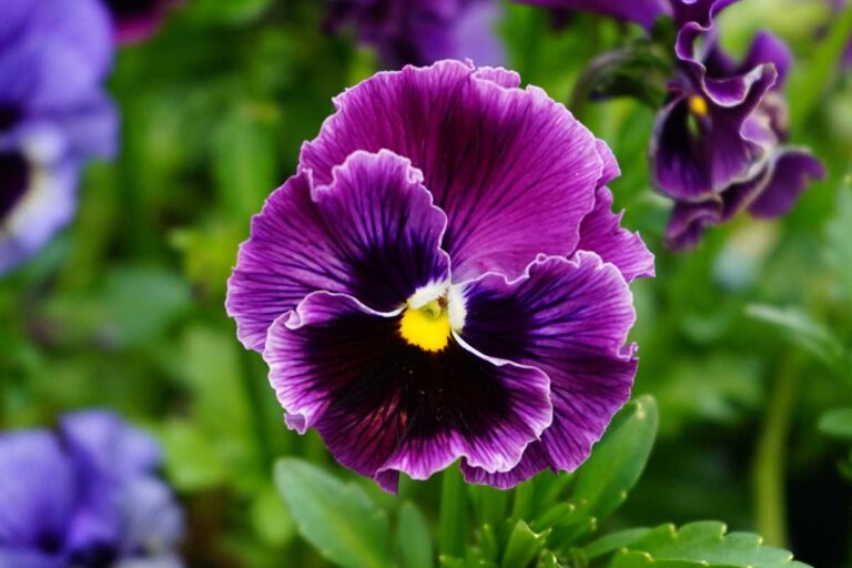 19 of the Best Pansy Varieties to Grow at Home | Gardener’s Path