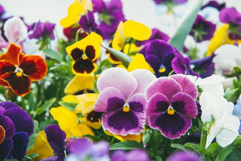 19 of the Best Pansy Varieties to Grow at Home | Gardener’s Path