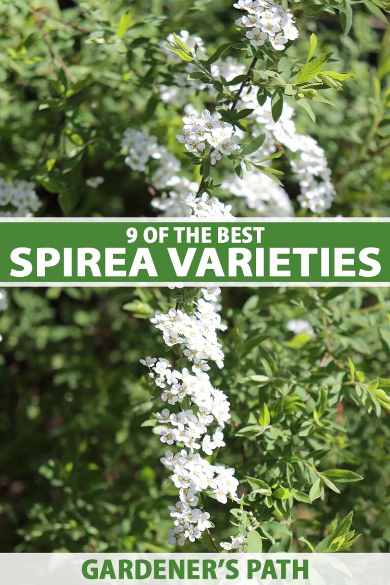 9 of the Best Types of Spirea Shrubs for Your Garden