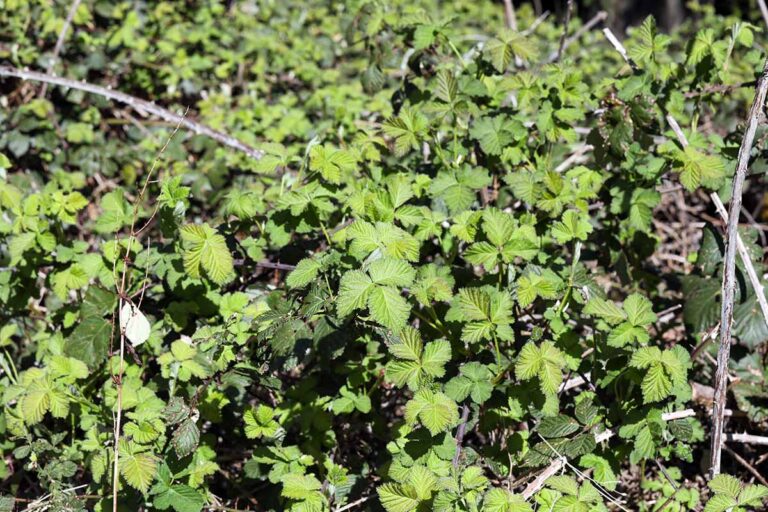 Learn About Brambles: the Marvelous Plants of the Rubus Genus