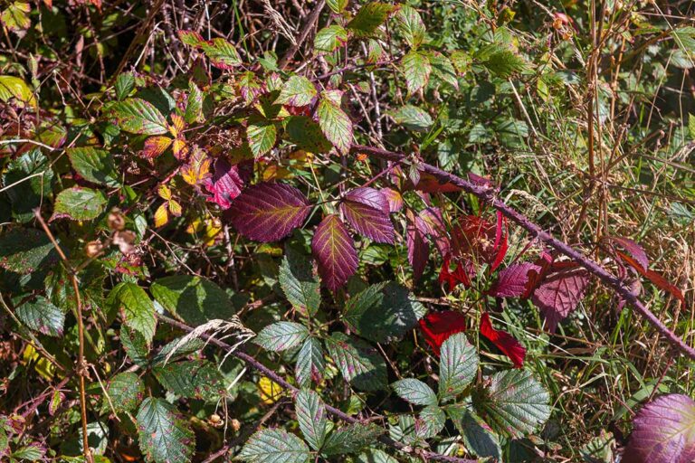 Learn About Brambles: the Marvelous Plants of the Rubus Genus