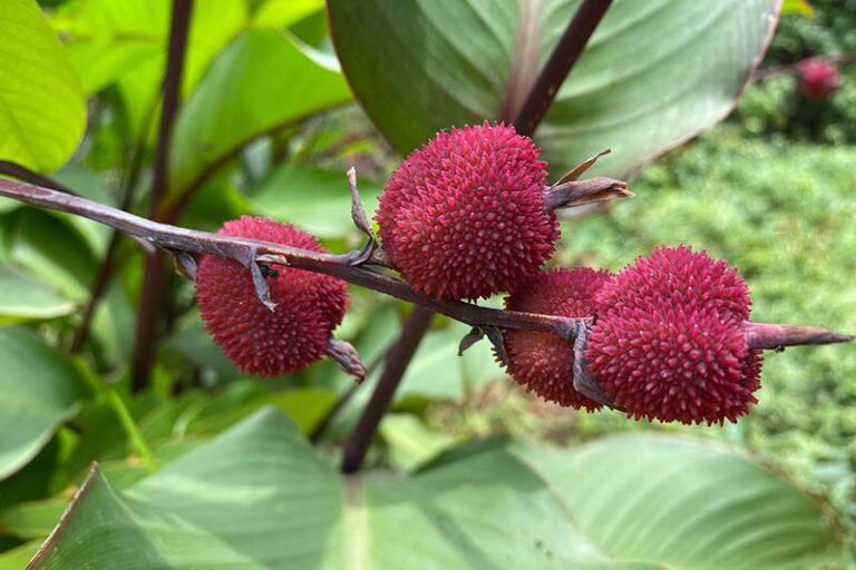 How to Grow and Care for Canna Lilies | Gardener’s Path