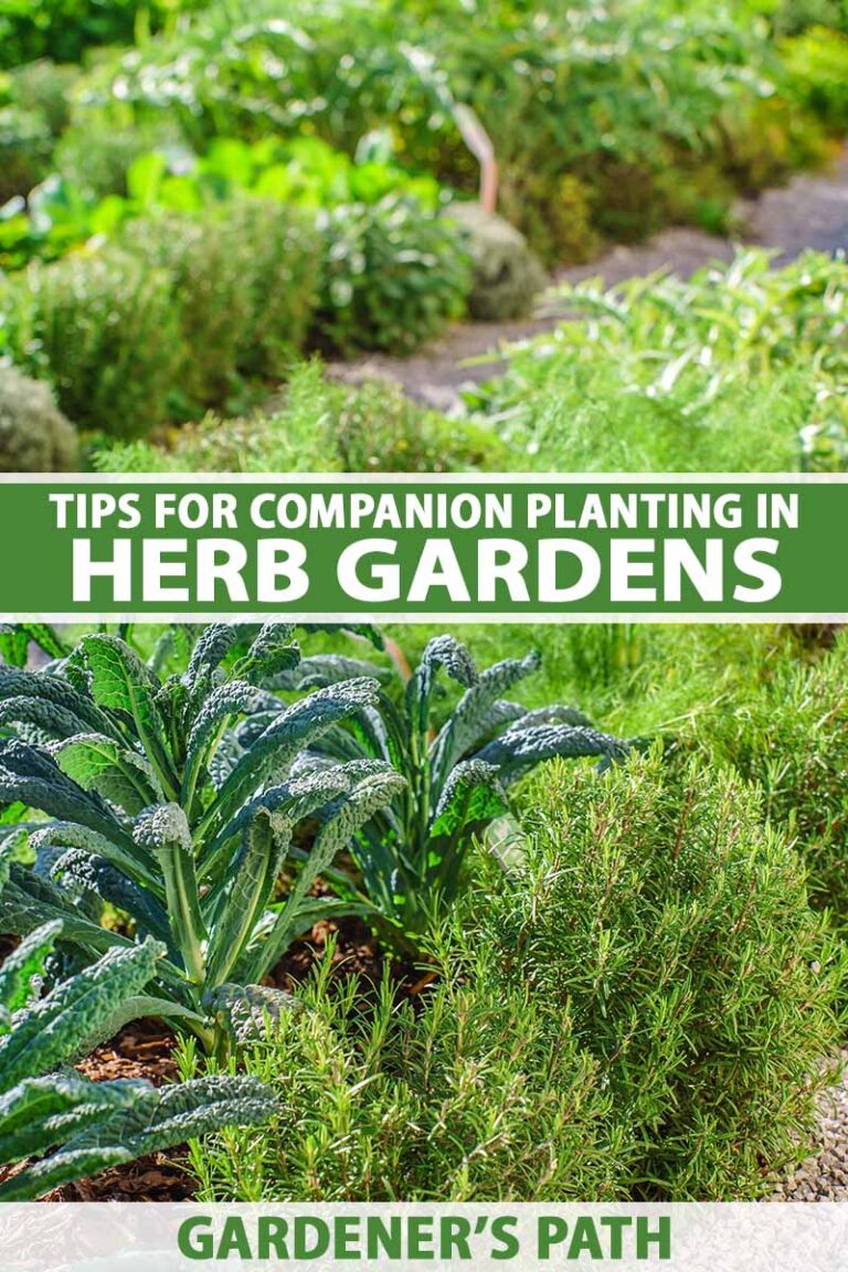 Tips for Companion Planting in Your Herb Garden | Gardener’s Path