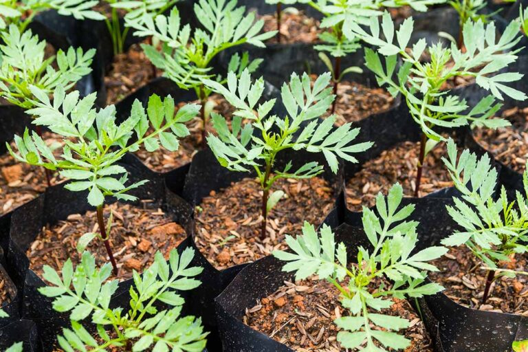 Learn How to Grow Cosmos in Pots and Containers