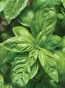 How to Plant and Grow Genovese Basil | Gardener’s Path