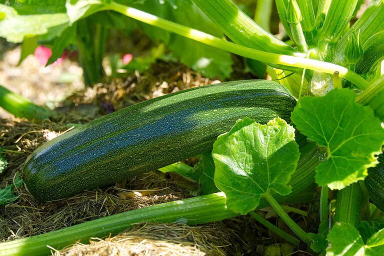 How and When to Fertilize Zucchini Plants | Gardener’s Path