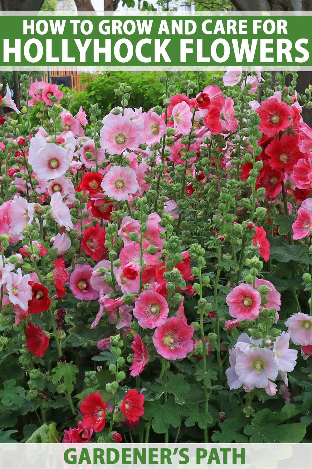 How to Grow and Care for Hollyhock Flowers | Gardener’s Path