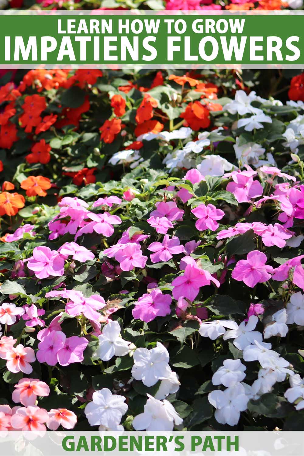 How to Plant, Grow, and Care for Impatiens Flowers