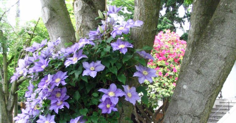 Clematis Growing Guides, Tips, and Information | Gardener's Path