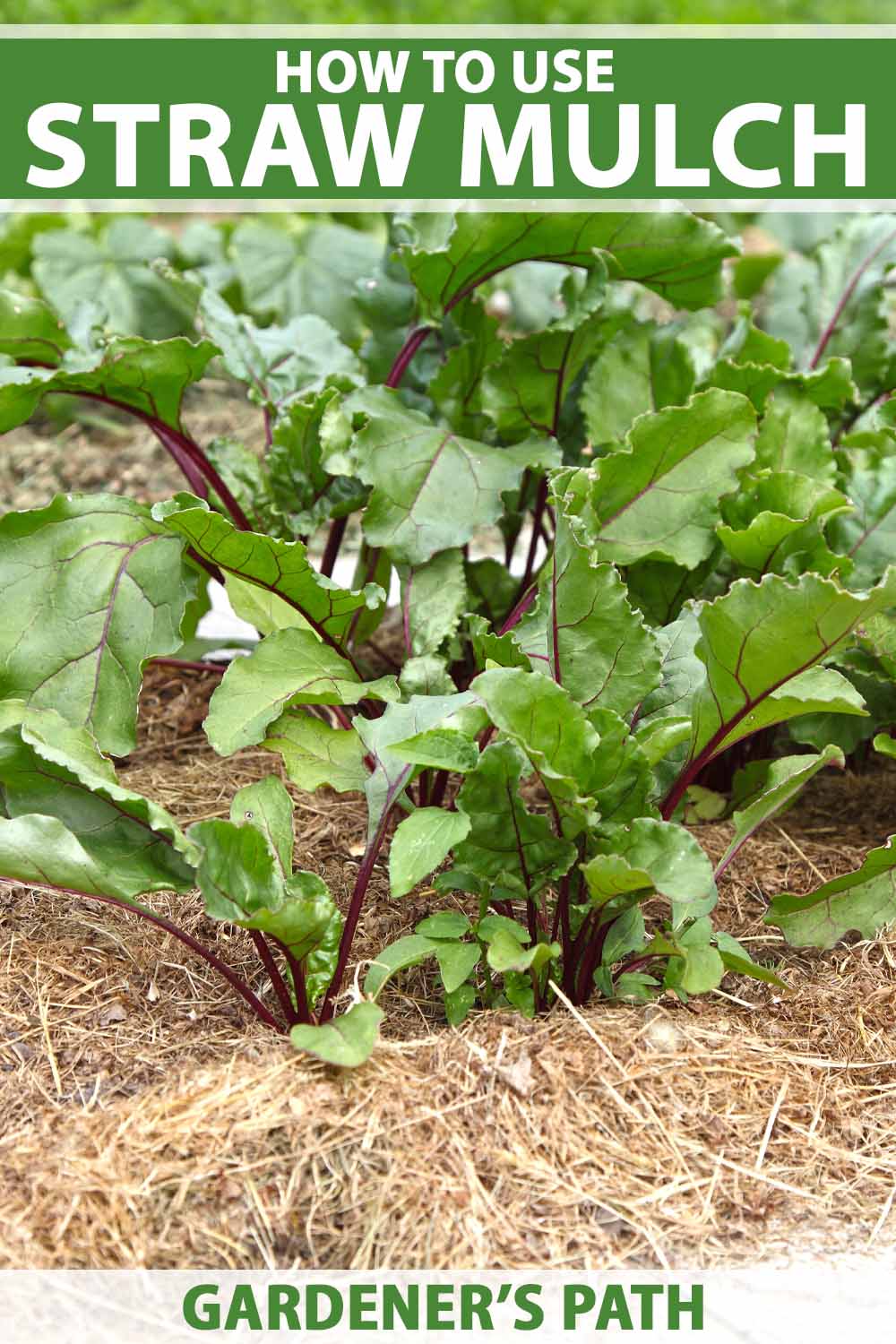 How to Use Straw Mulch in the Vegetable Garden