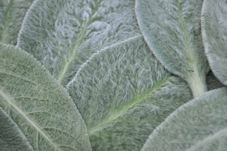How to Plant, Grow, and Care for Lamb’s Ear (Stachys byzantina)