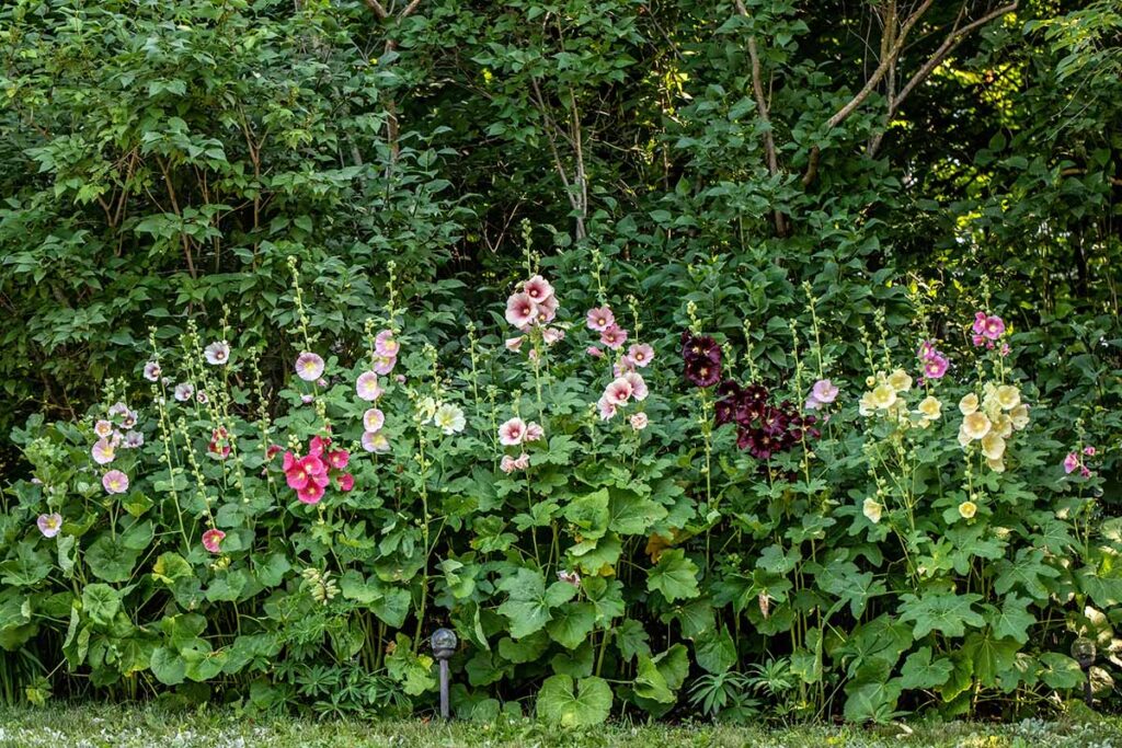 How to Grow and Care for Hollyhock Flowers | Gardener’s Path