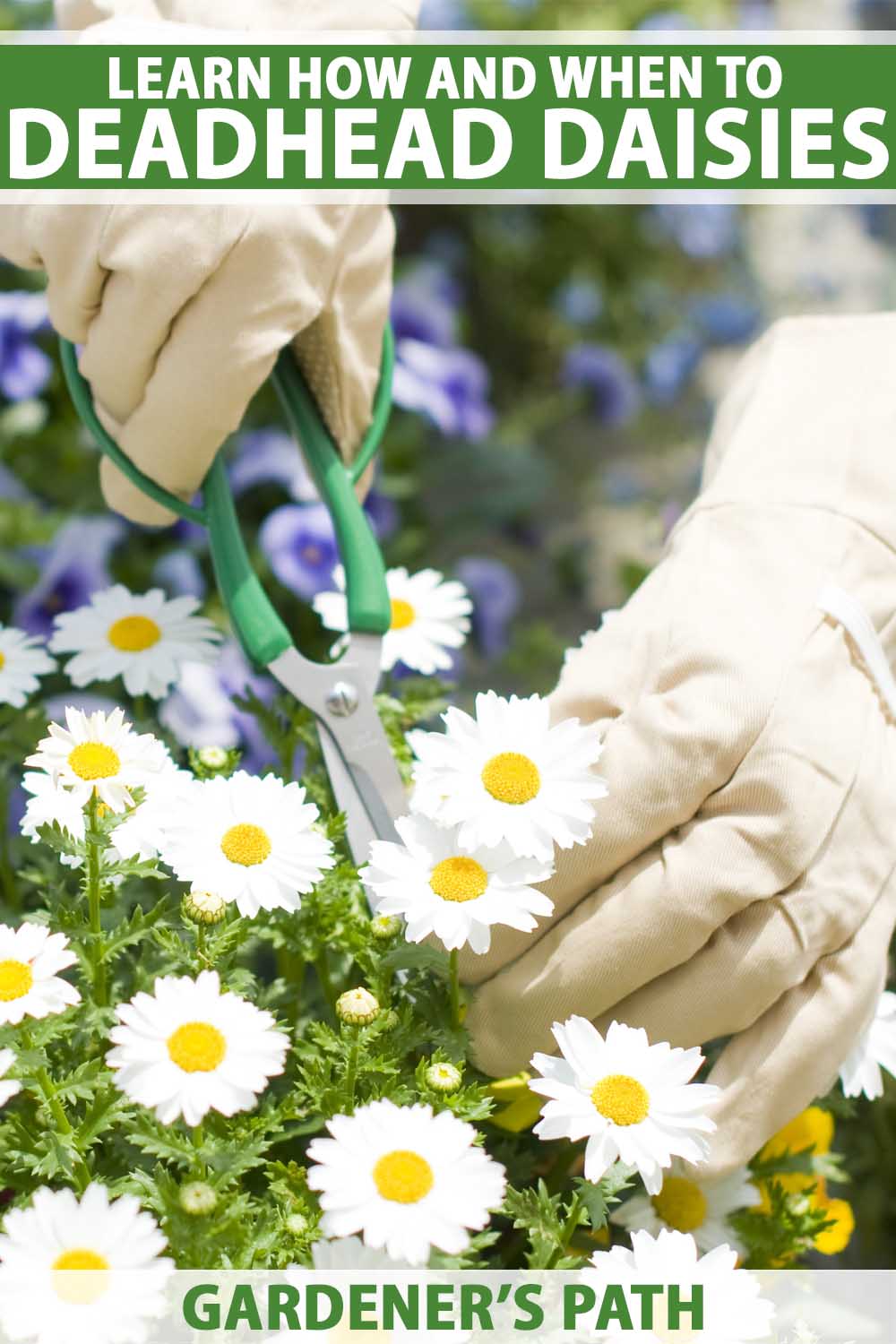 Learn How and When to Deadhead Daisies | Gardener’s Path