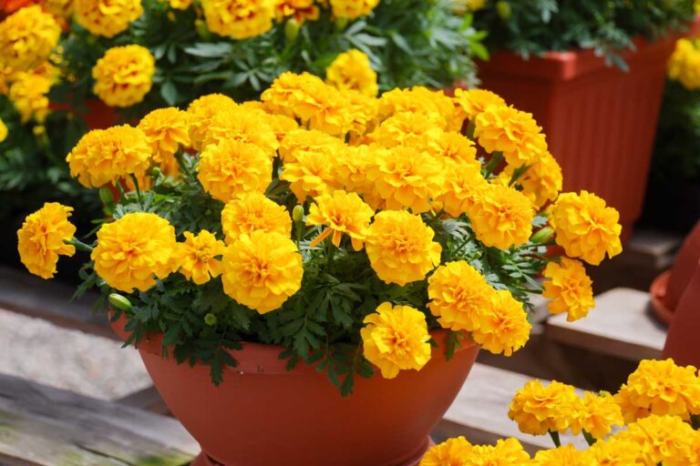 Learn How to Grow Marigolds in Pots and Containers