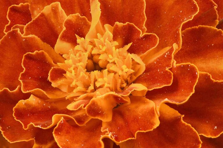 Are Marigold Flowers Edible? | Gardener’s Path
