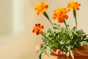 Learn How to Grow Marigolds in Pots and Containers