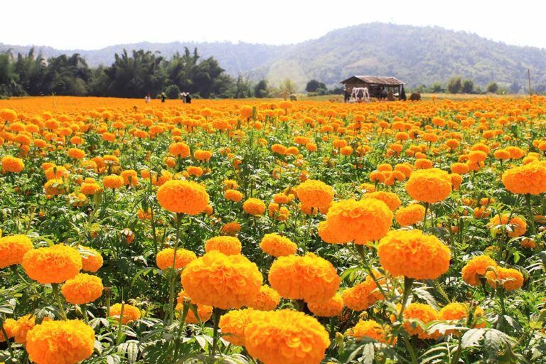 21 of the Best Flowers for Mass Planting | Gardener’s Path