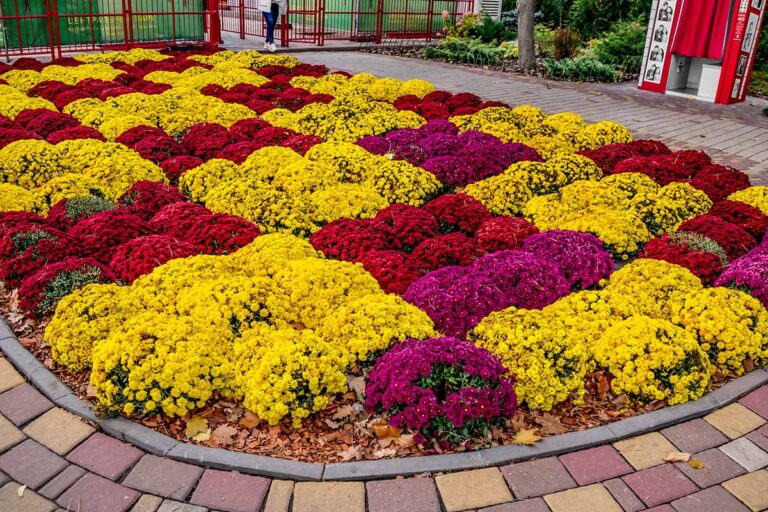 21 of the Best Flowers for Mass Planting | Gardener’s Path