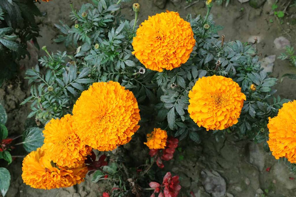 Tips for Growing African Marigolds | Gardener’s Path