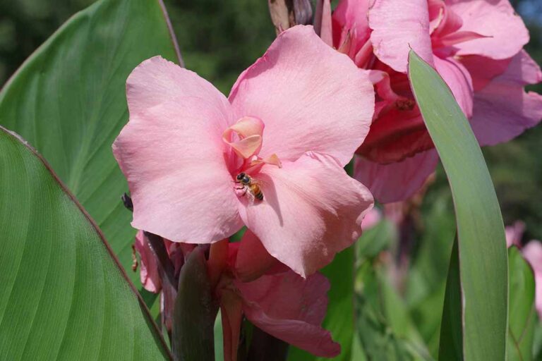 How to Grow and Care for Canna Lilies | Gardener’s Path
