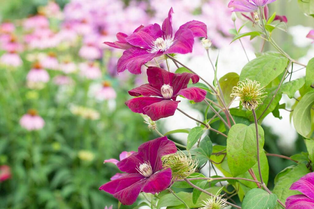 How to Prune Clematis Vines for Copious Flowers