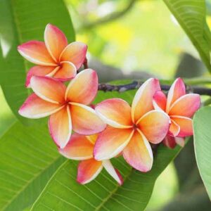 Growing Plumeria: How to Care for Frangipani | Gardener’s Path