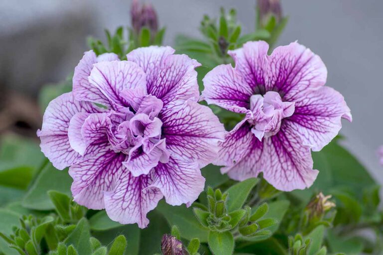 21 of the Best Flowers for Mass Planting | Gardener’s Path