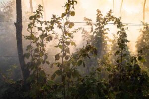 Primocane vs. Floricane: How to Distinguish Between Berry Canes