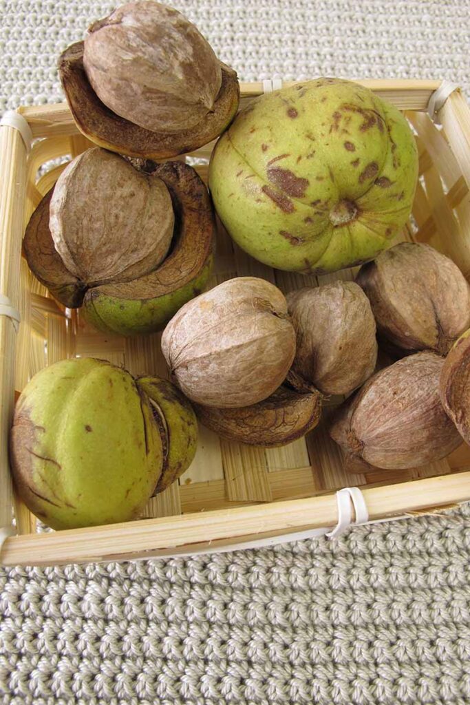 How to Grow and Care for Hickory Trees | Gardener’s Path