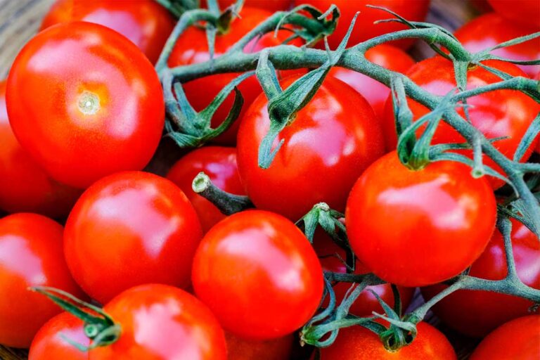 Tips for Growing Super Sweet 100 Tomatoes | Gardener’s Path