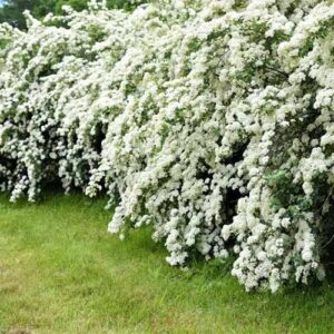 9 of the Best Types of Spirea Shrubs for Your Garden