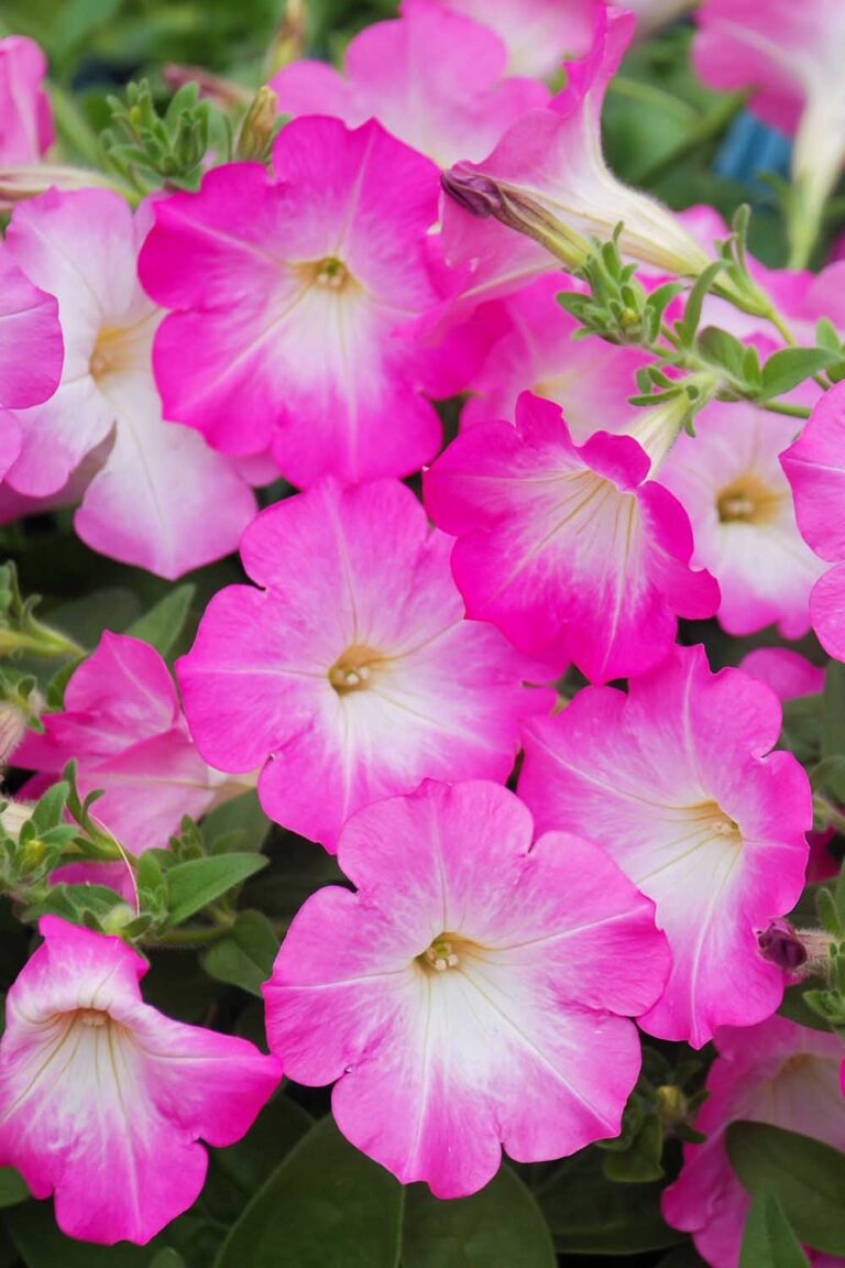 What Are the Different Types of Petunia Plants? | Gardener’s Path