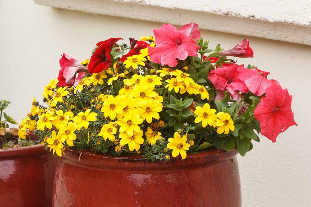 How to Grow and Care for Bidens (Tickseed Sunflowers) | Gardener’s Path