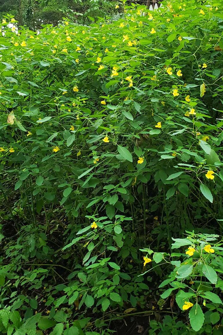 How to Plant and Grow Jewelweed in the Garden | Gardener’s Path