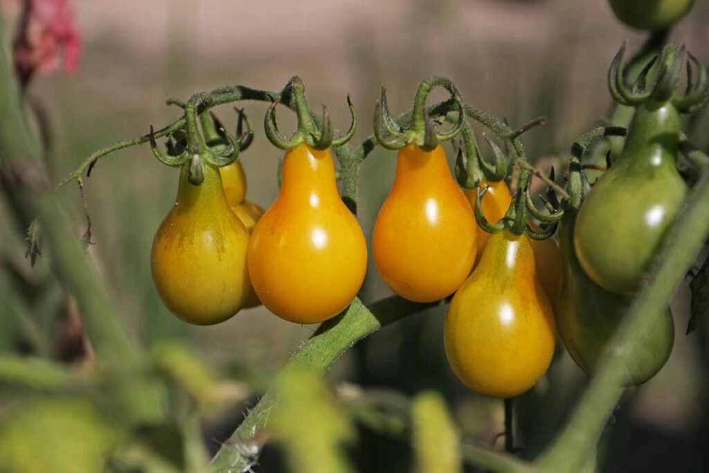 Tips for Growing Perfect Yellow Pear Tomatoes | Gardener’s Path