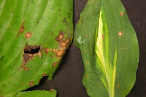 How to Identify and Manage 7 Common Hosta Diseases