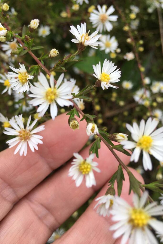 How to Plant, Grow, and Care for Bushy Aster Flowers