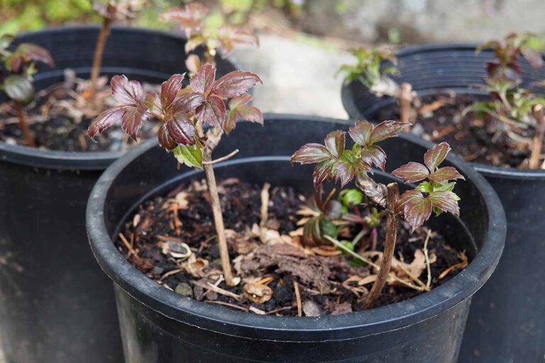 How to Grow and Care for Clematis | Gardener's Path