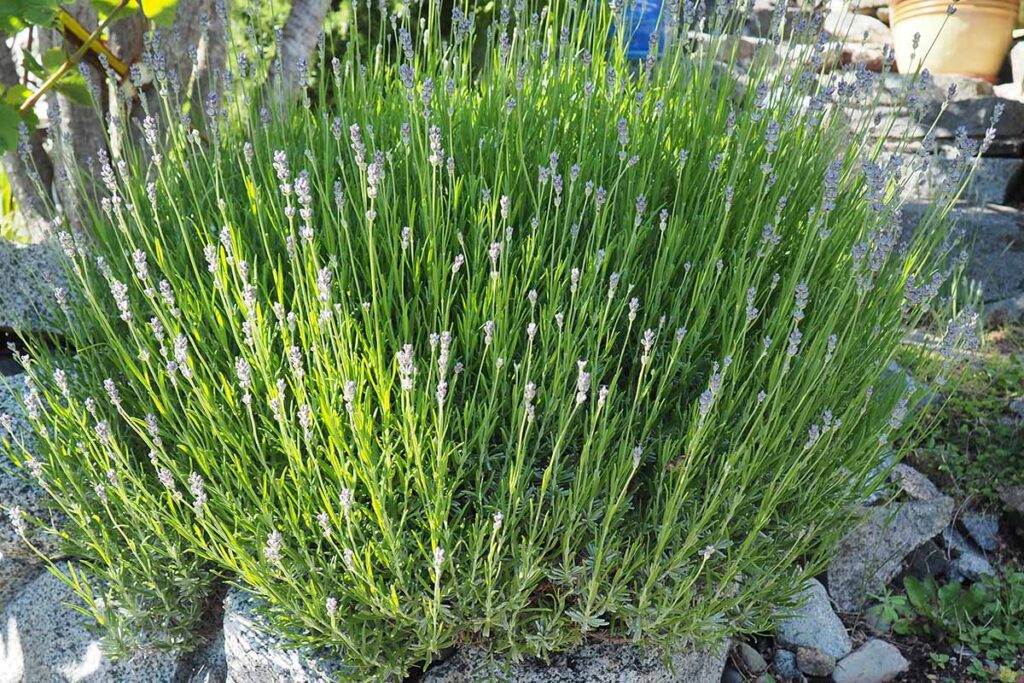 How to Plant and Grow Lavender | Gardener’s Path
