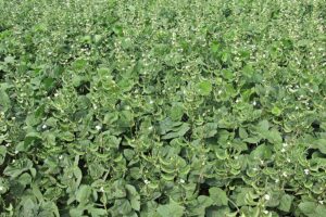 7 of the Best Types of Fava Beans | Gardener’s Path