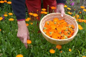 Common Calendula Pests: Does Pot Marigold Attract Pests to the Garden?