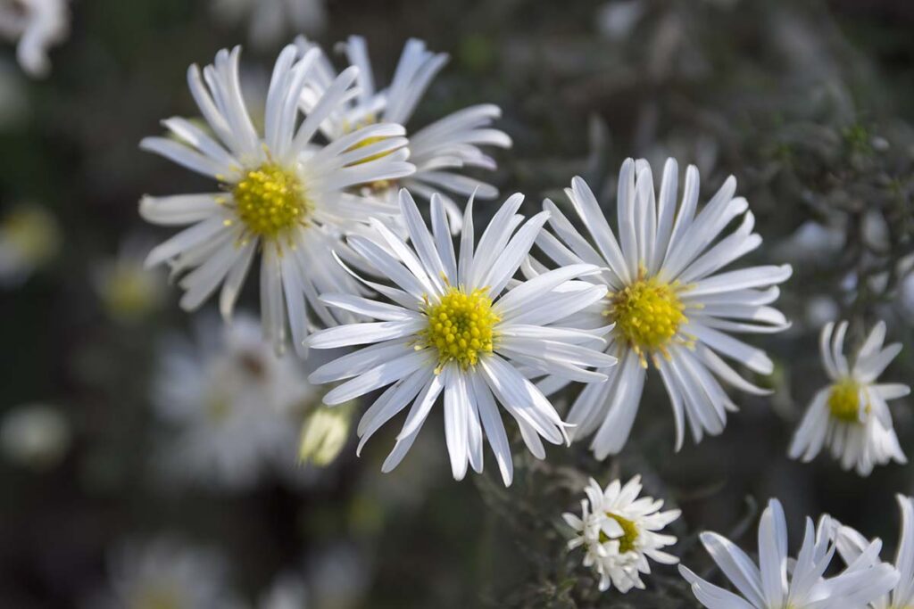 How to Grow and Care for White Heath Aster Flowers