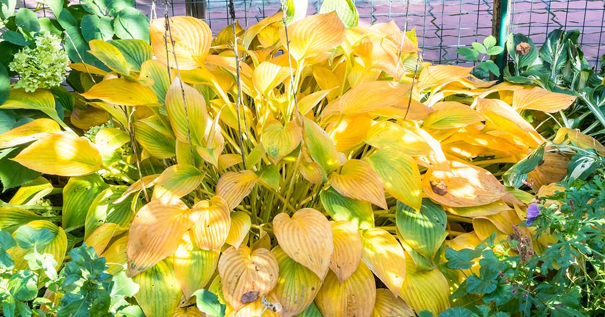 Why Are My Hosta Leaves Turning Yellow 9 Causes And Solutions Make