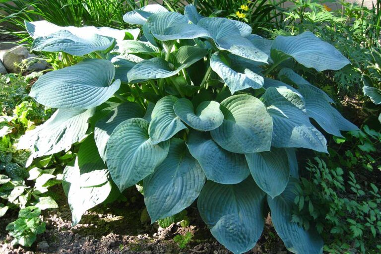 How to Identify and Manage 7 Common Hosta Diseases