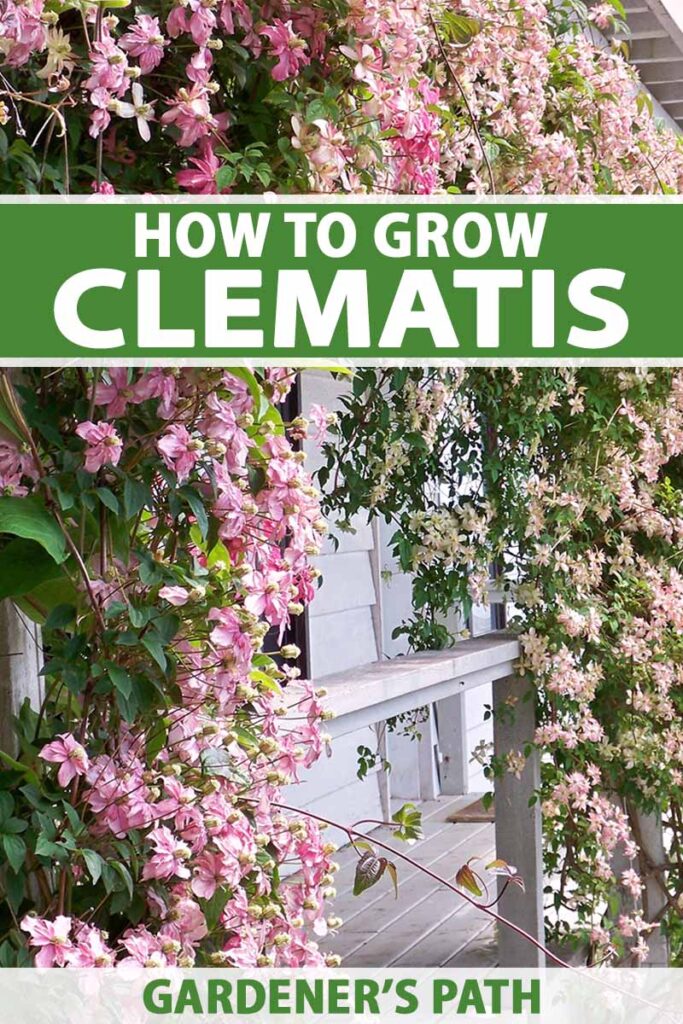 How to Grow and Care for Clematis | Gardener's Path