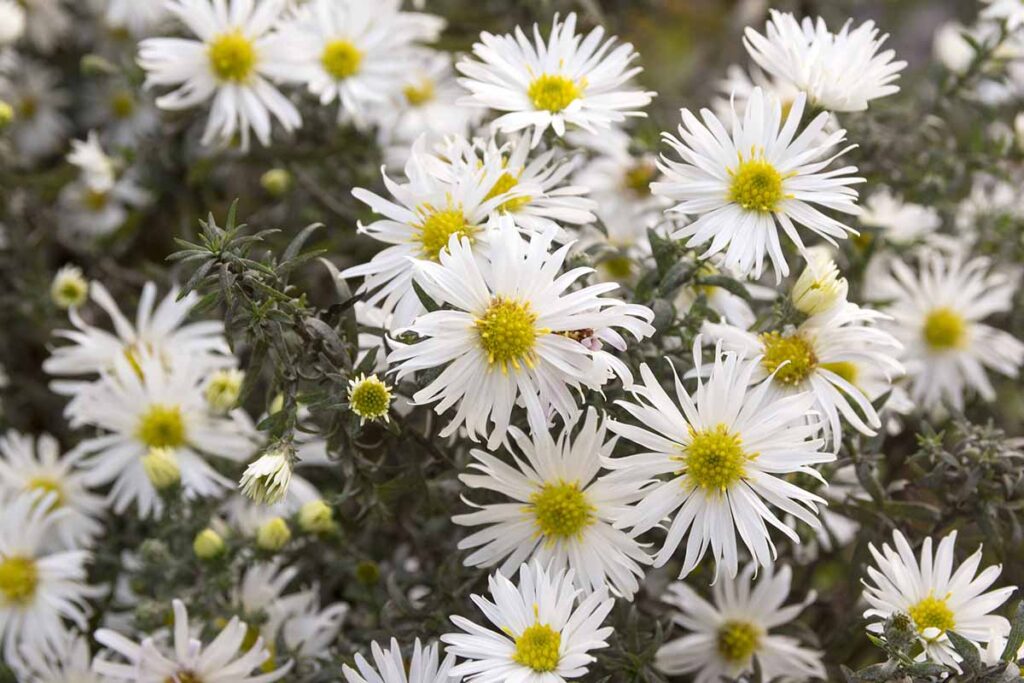How to Grow and Care for Tiger Flowers (Tigridia pavonia)