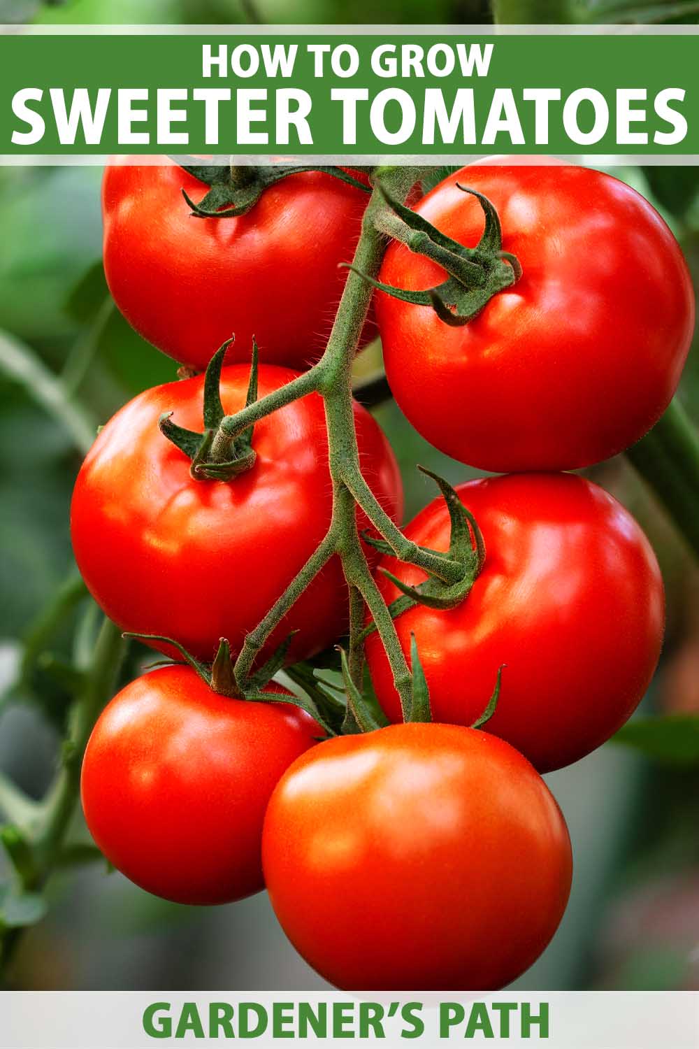 How to Grow Sweeter Tomatoes in Your Garden | Gardener’s Path