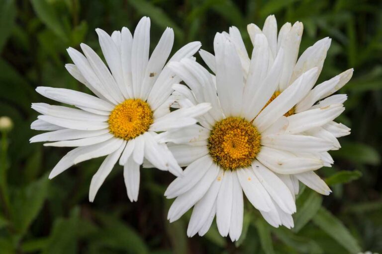 Asteraceae Family: Taxonomy & Growing Guides | Gardener's Path