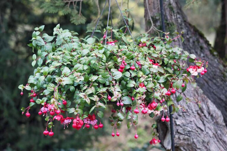 When and How to Prune Fuchsia Plants | Gardener’s Path